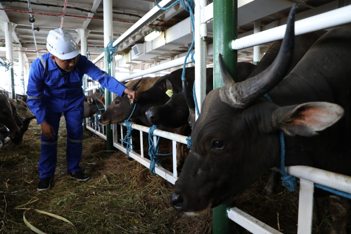Pelayaran Perdana Kapal Ternak, Muat 550 Sapi ke Banjarmasin – Ocean Week